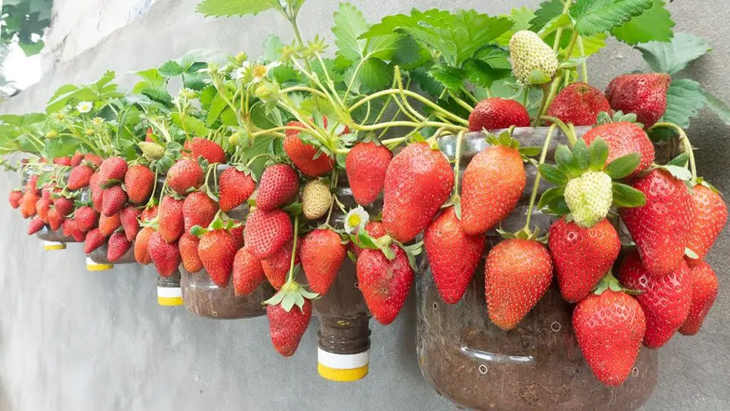 This secret helps me grow super-fruitful strawberries using only plastic bottles – Plants and ...