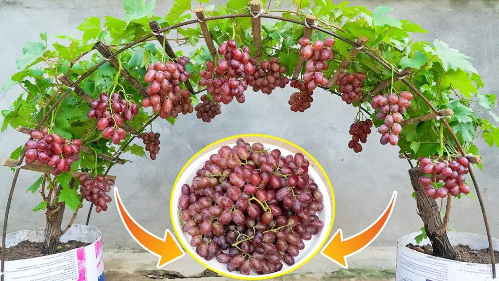The method of growing grapes at home is easy and the fruit is harvested ...