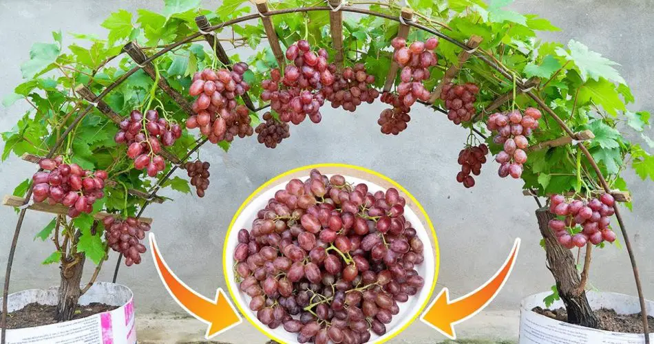 The method of growing grapes at home is easy and the fruit is harvested all year round – Plants ...
