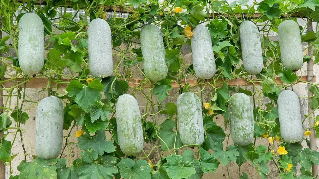 Very few people think this way: Grow winter melon in container but too ...