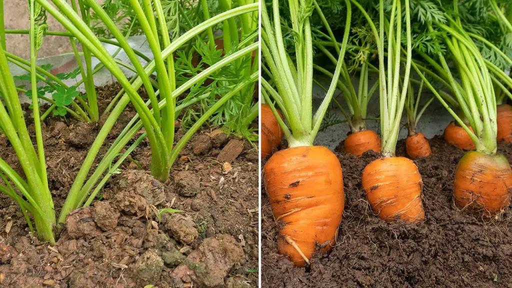 100 times stronger than other fertilizers, miracle fertilizer helps ...