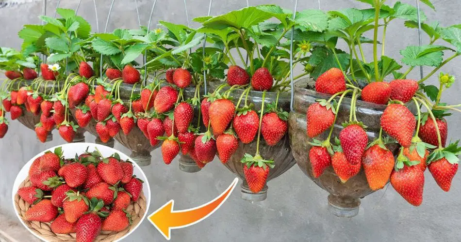 Method of growing strawberry hanging in plastic bottles | Grow strawberries without a garden is ...