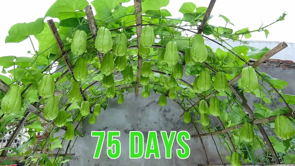 Growing chayote on the terrace is surprisingly easy, The fruit is sweet ...