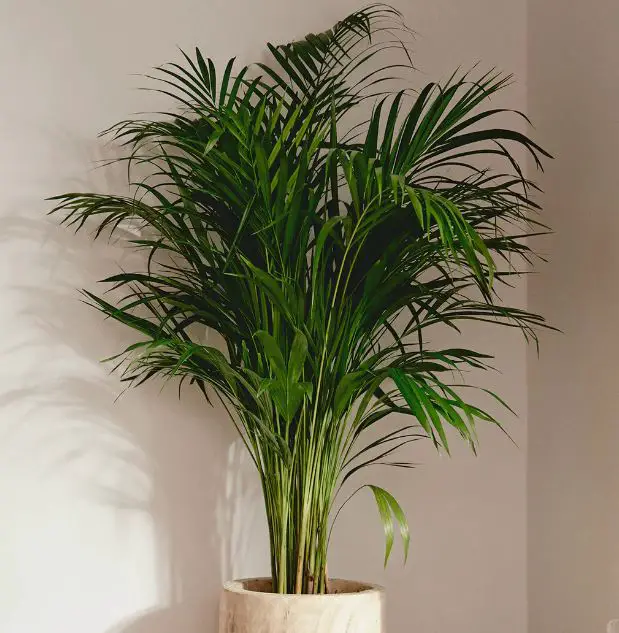 The Top 7 Air-Purifying Plants That Thrive with Minimal Care – Plants ...