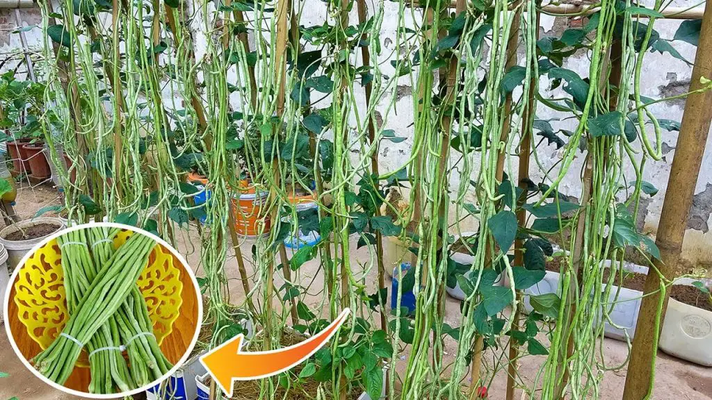 Growing Long Beans From Seeds At Home / Easy For Beginners And High ...