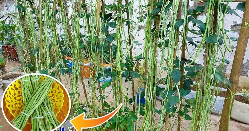 Growing Long Beans From Seeds At Home / Easy For Beginners And High ...