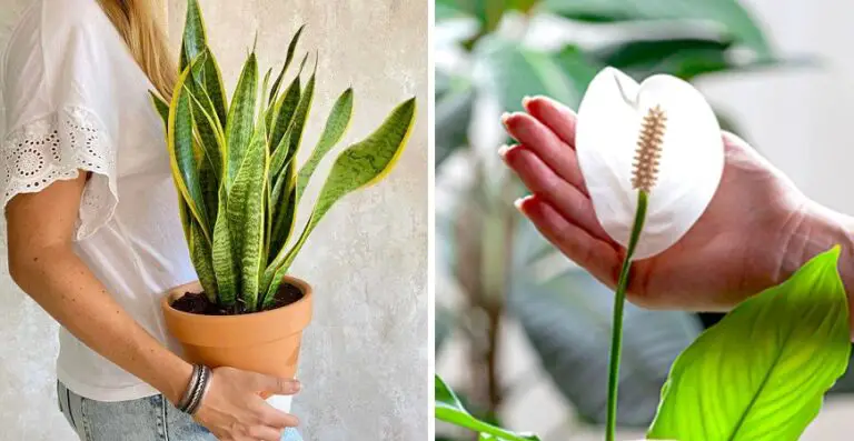 6 Plants That Bring Blessings to Your Home – Plants and Garden Tips