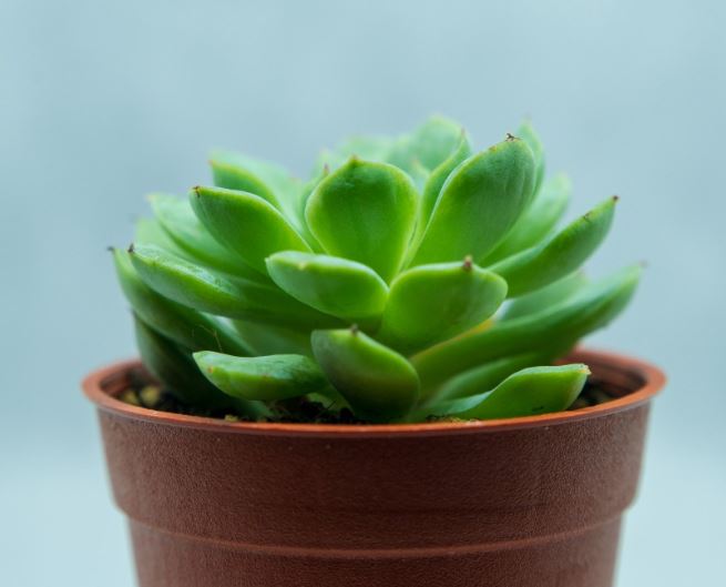 Discovering the Significance of Receiving Succulents – Plants and ...