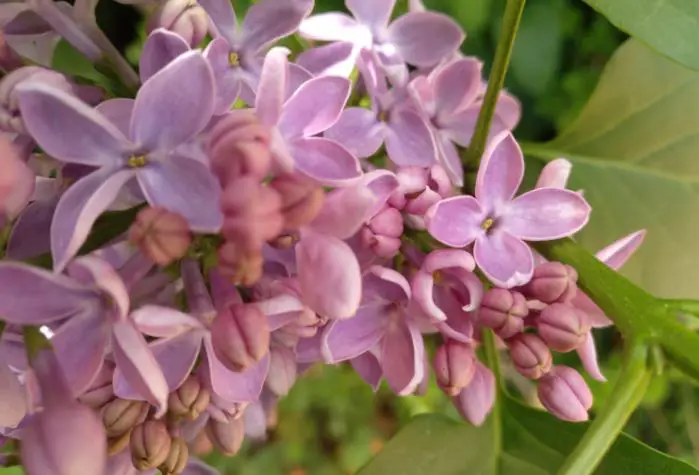 5 Very Fragrant Plants That Perfume the House – Plants and Garden Tips