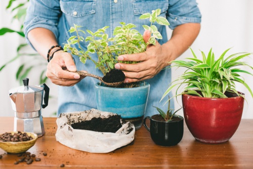 How to make a plant flower: 9 Homemade Tricks – Plants and Garden Tips
