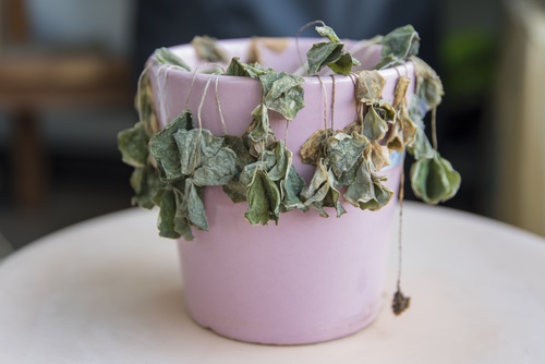 How to prevent plant leaves from drying out? – Plants and Garden Tips