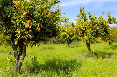 WHAT TO PLANT AT THE FOOT OF CITRUS TREES? THE CULTURE SHEET IS HERE ...