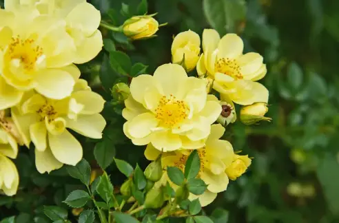 TOP 5 MOST FRAGRANT ROSE BUSH VARIETIES: HISTORY, CULTIVATION AND ...