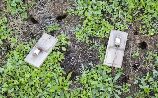 WHAT TO PUT IN A RAT HOLE IN THE GARDEN? HOW TO GET IT OUT? 3 TIPS TO ...