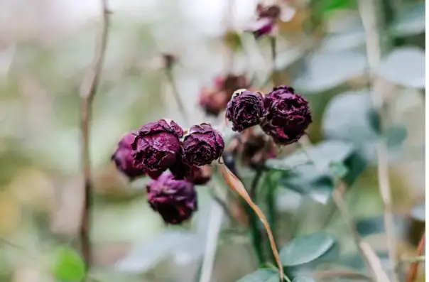 CAN YOU RESTART A DEAD ROSE BUSH? HERE’S HOW TO BRING IT BACK TO LIFE ...