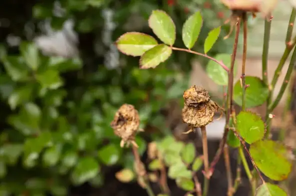 CAN YOU RESTART A DEAD ROSE BUSH? HERE’S HOW TO BRING IT BACK TO LIFE ...