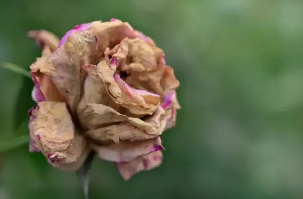 CAN YOU RESTART A DEAD ROSE BUSH? HERE’S HOW TO BRING IT BACK TO LIFE ...