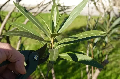 HOW TO REVIVE AN OLEANDER AFTER WINTER? TOP TIPS FOR DIVINE FLOWERING ...