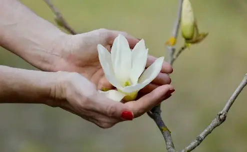 WHEN TO PLANT A MAGNOLIA IN THE GROUND? HOW TO PROCEED ? METHOD ...