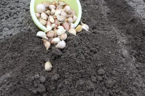 HOW TO GET RID OF FIELD MICE WITH WHITE VINEGAR? TOP TIPS AND TRICKS ...