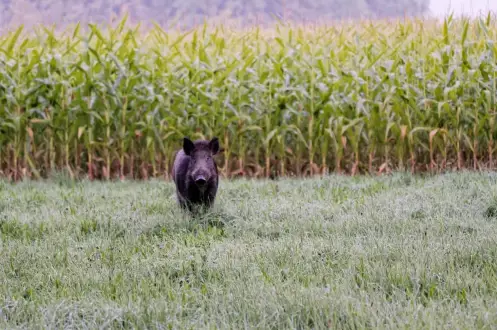 HOW TO KEEP WILD BOARS OUT OF THE GARDEN? 6 SOLUTIONS THAT WORK TO ...