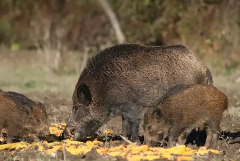 HOW TO KEEP WILD BOARS OUT OF THE GARDEN? 6 SOLUTIONS THAT WORK TO ...