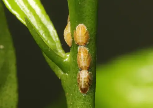 HOW TO GET RID OF SHELL SCALE INSECTS ON A LEMON TREE? I FOLLOWED THESE ...