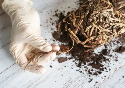 HOW TO SAVE AN ORCHID WITH ROTTEN ROOTS? 4 STEPS TO REVIVE A DEAD PLANT ...