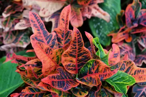 TOP 6 PLANTS WITH RED LEAVES FOR INDOORS AND FOR THE GARDEN – Plants ...