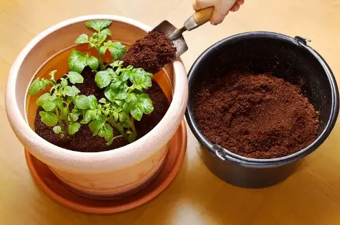 CAN YOU GROW POTATOES INDOORS? HERE IS THE RIGHT METHOD – Plants and ...