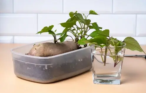 CAN YOU GROW POTATOES INDOORS? HERE IS THE RIGHT METHOD – Plants and ...