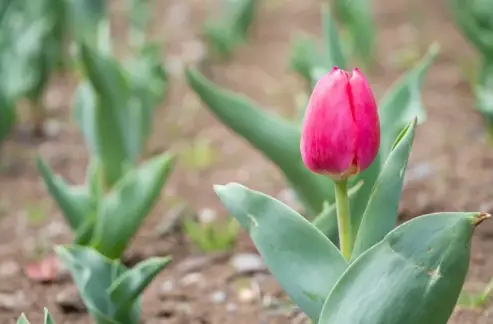 WHEN TO START PLANTING FLOWERS IN OPEN GROUND? WHICH ONES SHOULD YOU ...