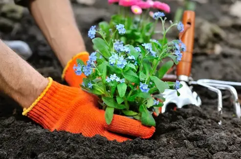 WHEN TO START PLANTING FLOWERS IN OPEN GROUND? WHICH ONES SHOULD YOU ...