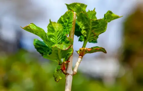 WHY REMOVE SUCKERS AT THE BASE OF THE TREE? HOW TO DO ? – Plants and ...