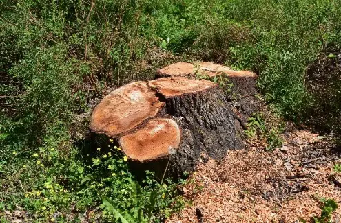 WHY REMOVE SUCKERS AT THE BASE OF THE TREE? HOW TO DO ? – Plants and ...