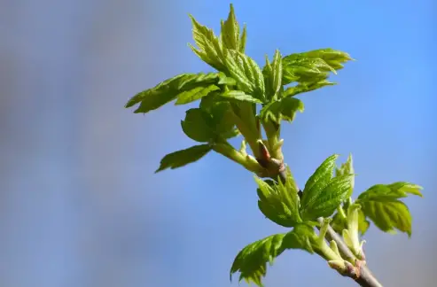 WHY REMOVE SUCKERS AT THE BASE OF THE TREE? HOW TO DO ? – Plants and ...