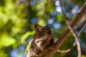 HOW TO STOP RATS FROM CLIMBING WALLS AND TREES? 8 EASY AND EFFECTIVE ...