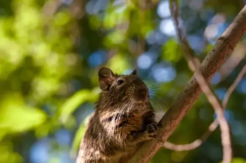 HOW TO STOP RATS FROM CLIMBING WALLS AND TREES? 8 EASY AND EFFECTIVE ...