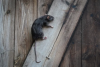 HOW TO STOP RATS FROM CLIMBING WALLS AND TREES? 8 EASY AND EFFECTIVE ...