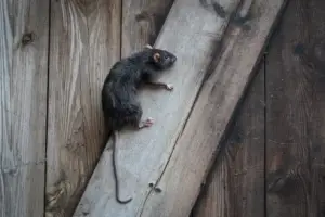 HOW TO STOP RATS FROM CLIMBING WALLS AND TREES? 8 EASY AND EFFECTIVE ...