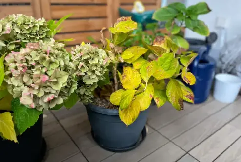 HOW TO GET HYDRANGEAS GROWING AGAIN? 3 ESSENTIAL ACTIONS TO GET YOUR ...