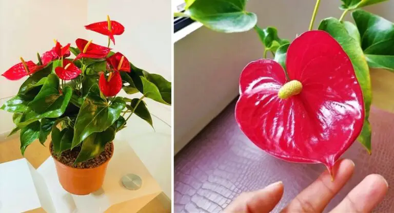 How to care for an Anthurium plant so that it does not dry out ...
