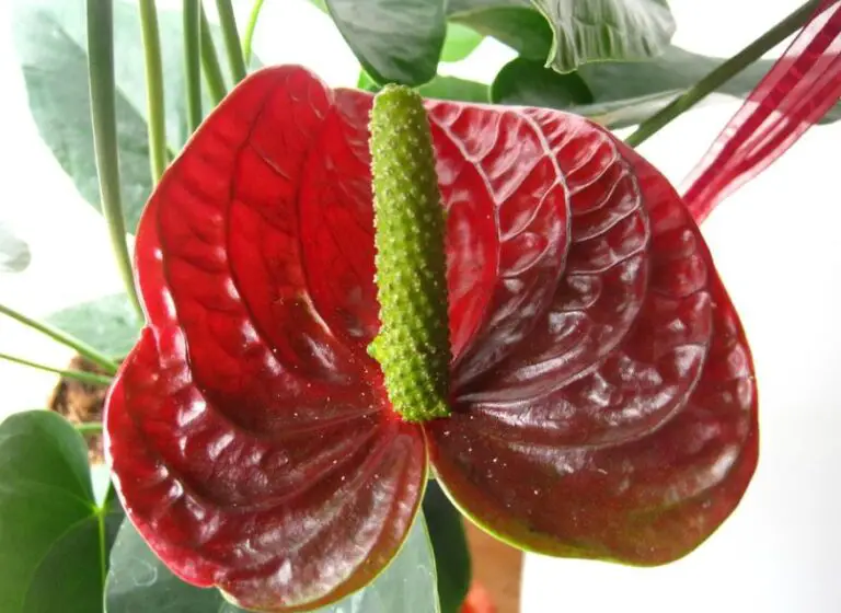 How to Make an Anthurium Bloom – Plants and Garden Tips