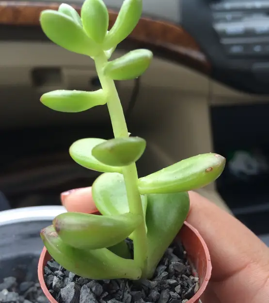 Stretched Succulent: Why It Happens and How to Avoid It – Plants and ...