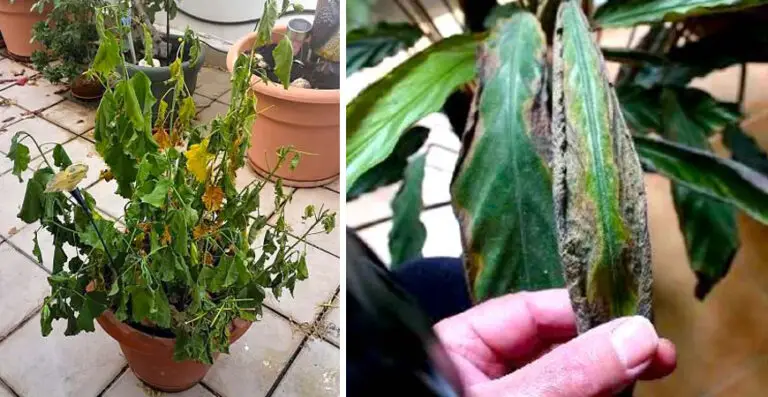 5 Signs that a plant is receiving too much water – Plants and Garden Tips