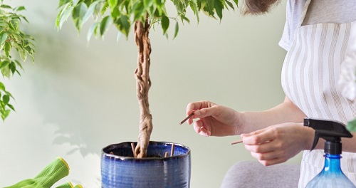 Know the 5 care that a Ficus requires – Plants and Garden Tips