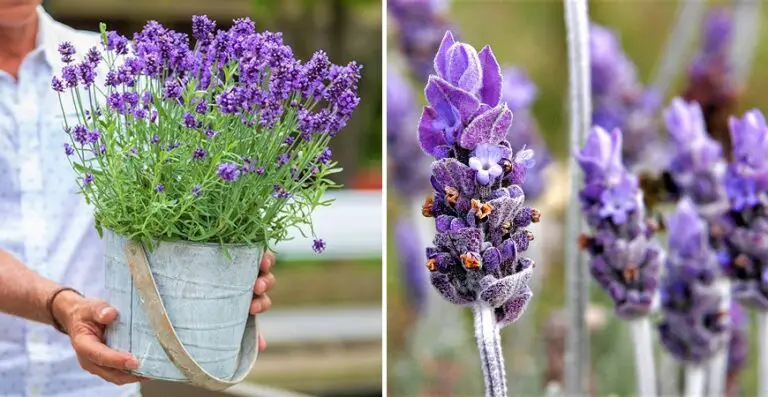 How to Make a Lavender Plant Bloom – Plants and Garden Tips