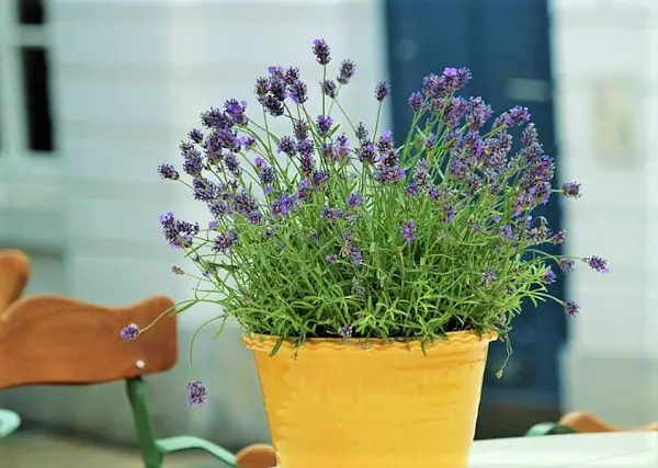 How to Make a Lavender Plant Bloom – Plants and Garden Tips