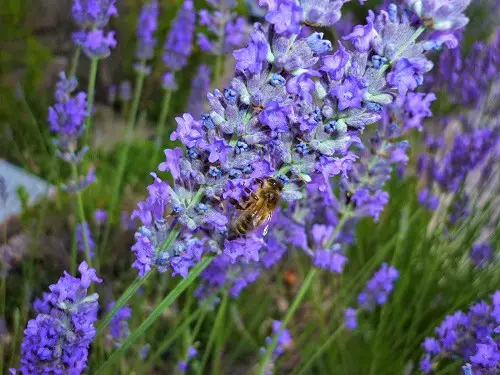 How to Make a Lavender Plant Bloom – Plants and Garden Tips