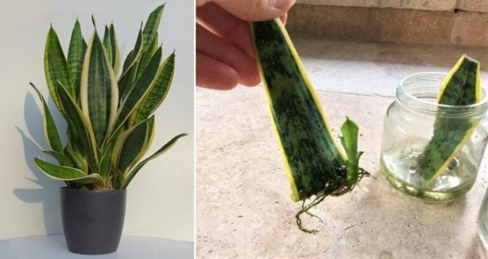 How to reproduce a Mother-in-Law’s Tongue from a leaf? – Plants and ...